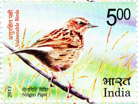 India Nilgiri Pipit Postage Stamp– Banknotecoinstamp