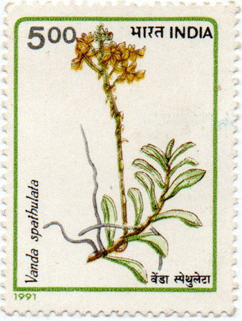 India Vanda Spathulata Postage Stamp – Banknotecoinstamp